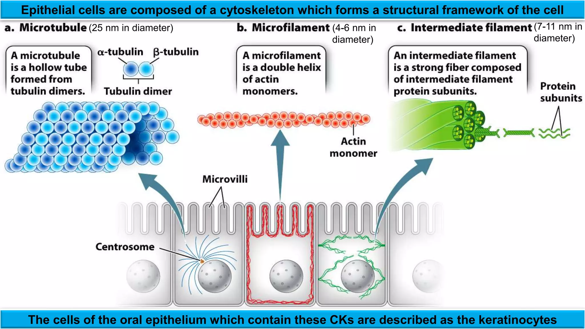 Pathophysiology of keratinization | PPTX