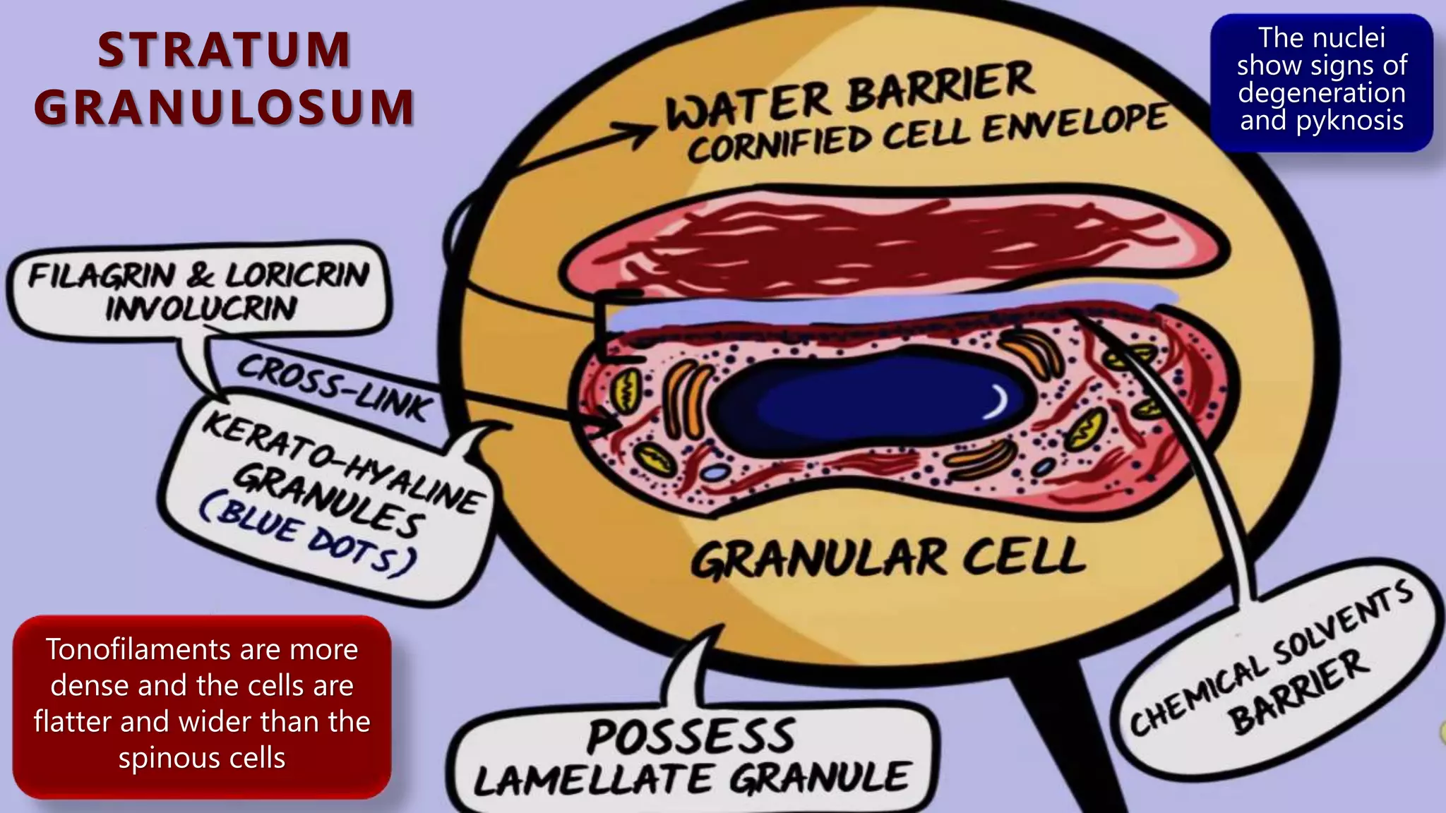 Pathophysiology of keratinization | PPTX