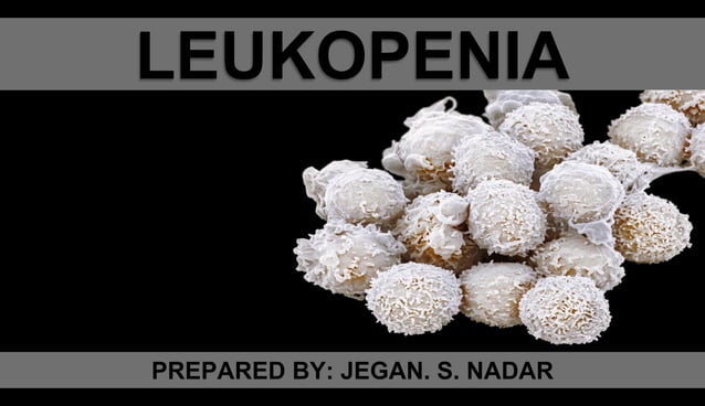 Pathophysiology of leukopenia | PDF | Blood Disorders | Diseases and ...