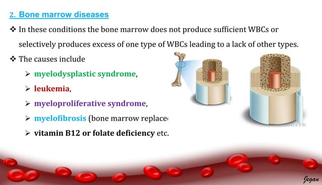 Pathophysiology of leukopenia | PDF | Blood Disorders | Diseases and ...