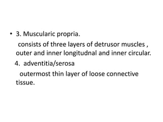 Pathophysiology of lower urinary tract obstruction.pptx