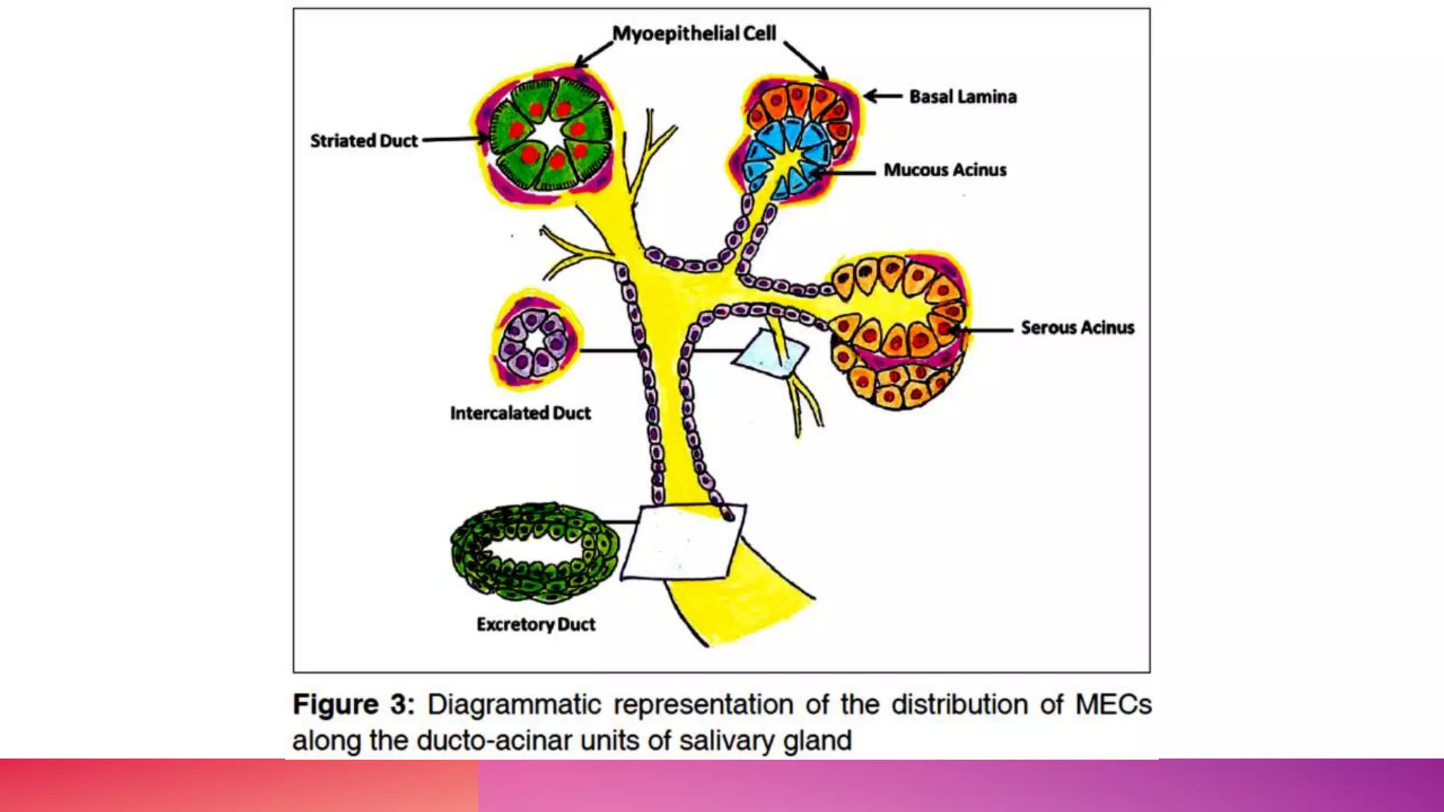 Pathophysiology of myoepithelial cells in salivary glands | PPTX