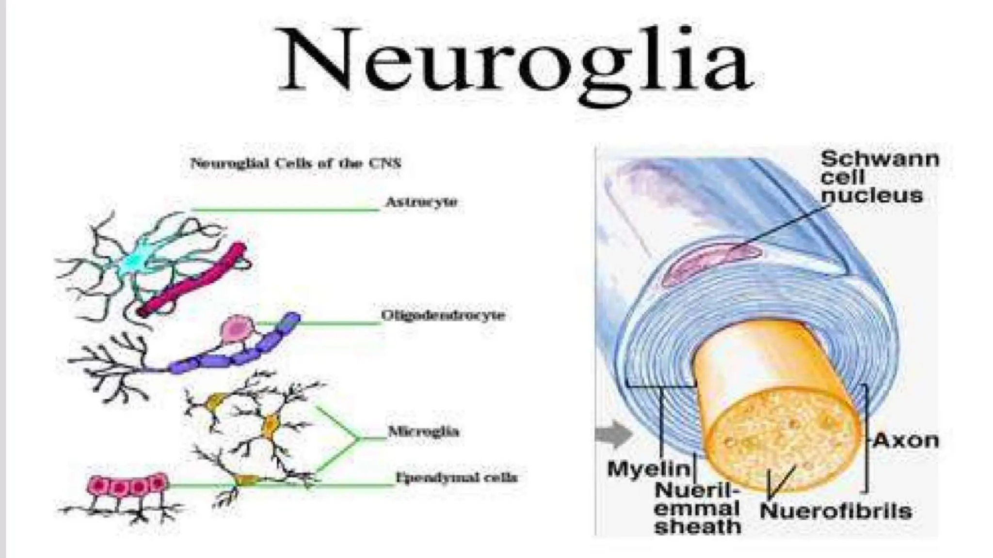 Pathophysiology of Nervous System.pptx. . | PPTX