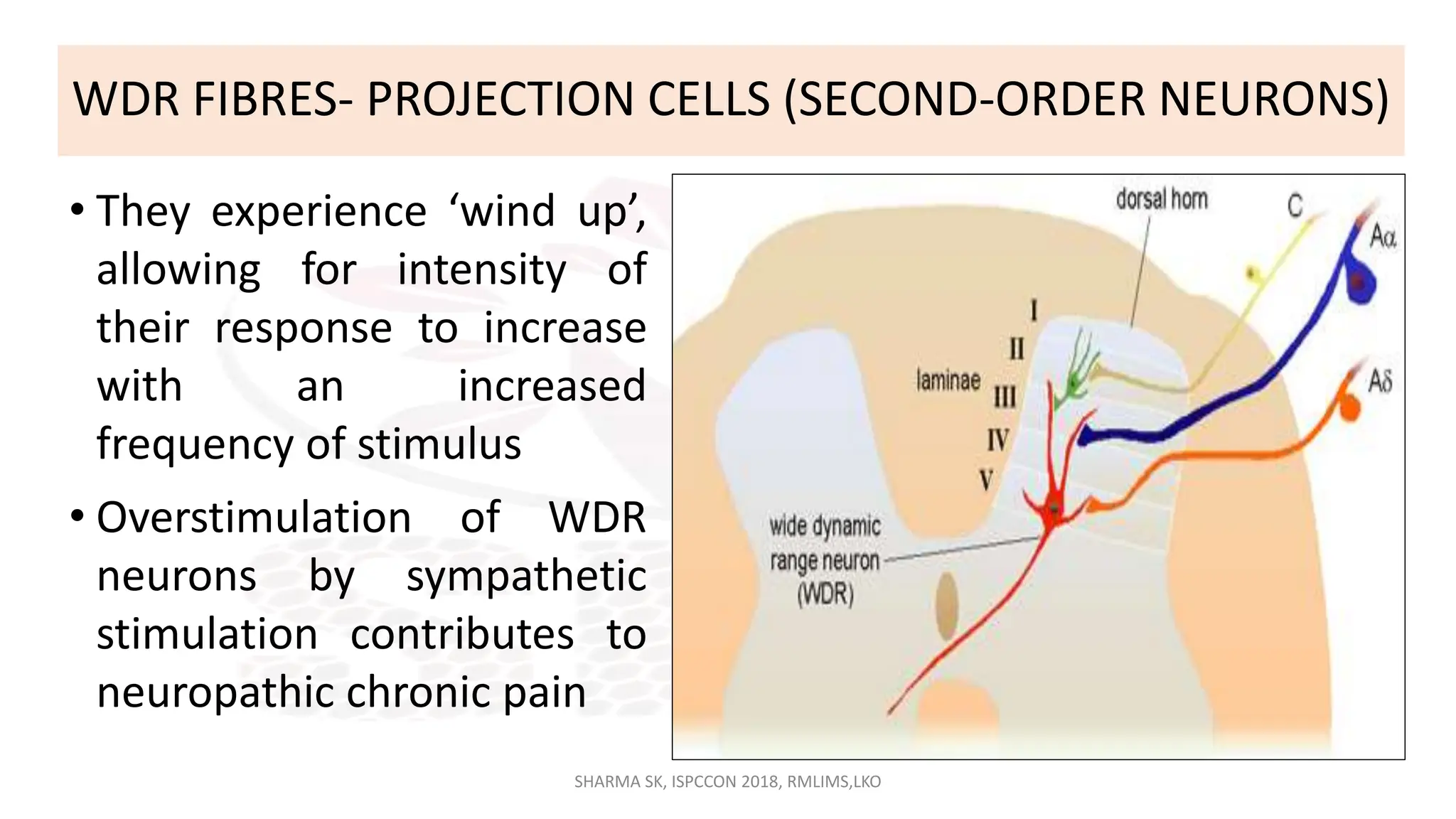 PATHOPHYSIOLOGY OF NEUROPATHIC PAIN LUCKNOW6-11-18.pptx