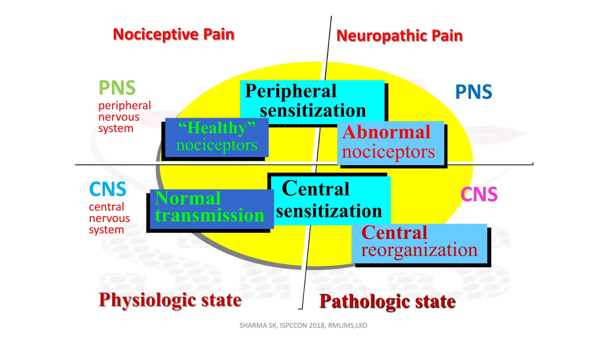 PATHOPHYSIOLOGY OF NEUROPATHIC PAIN LUCKNOW6-11-18.pptx