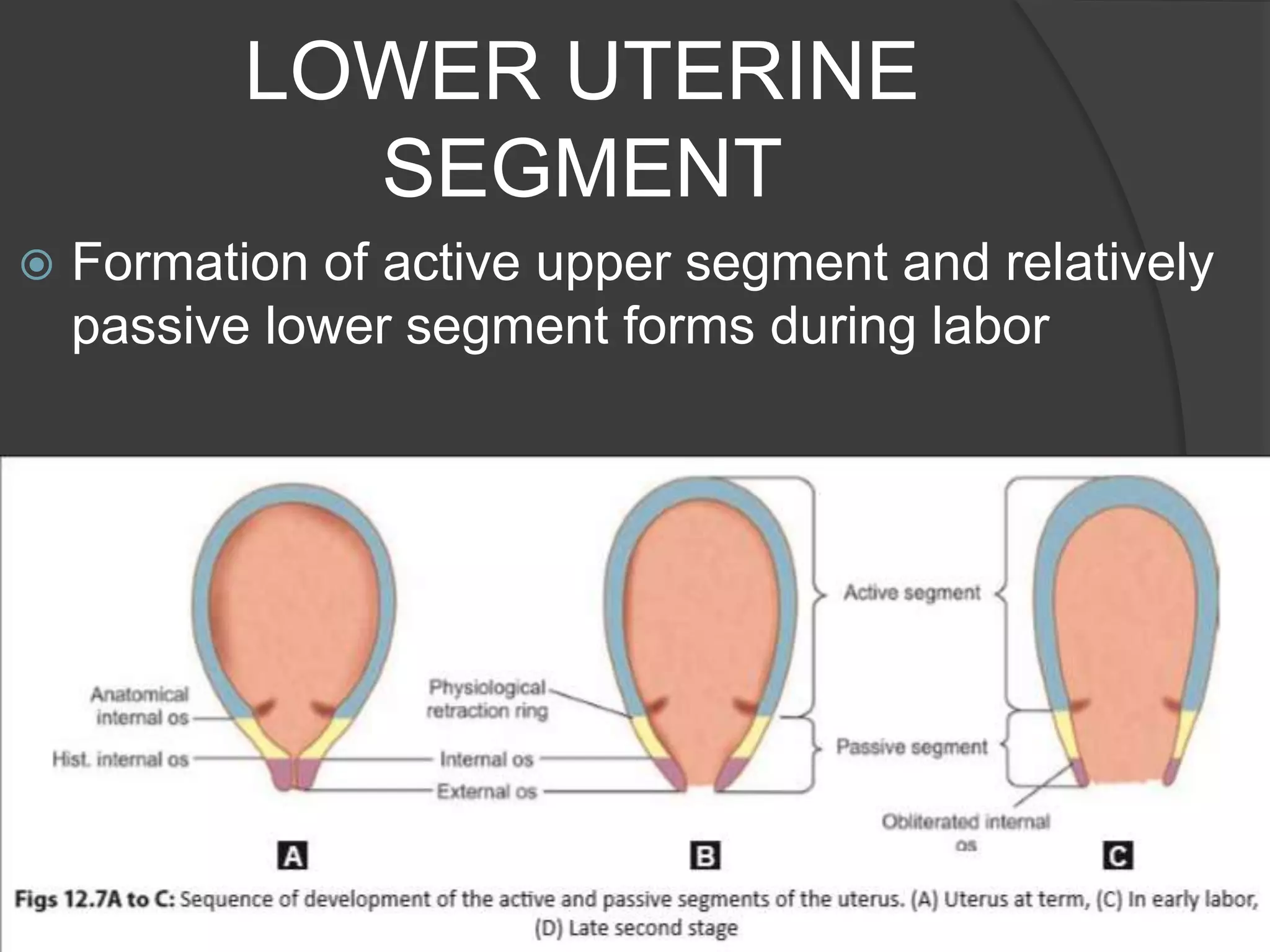 Pathophysiology of Normal Labour by Sunil Kumar Daha | PPTX