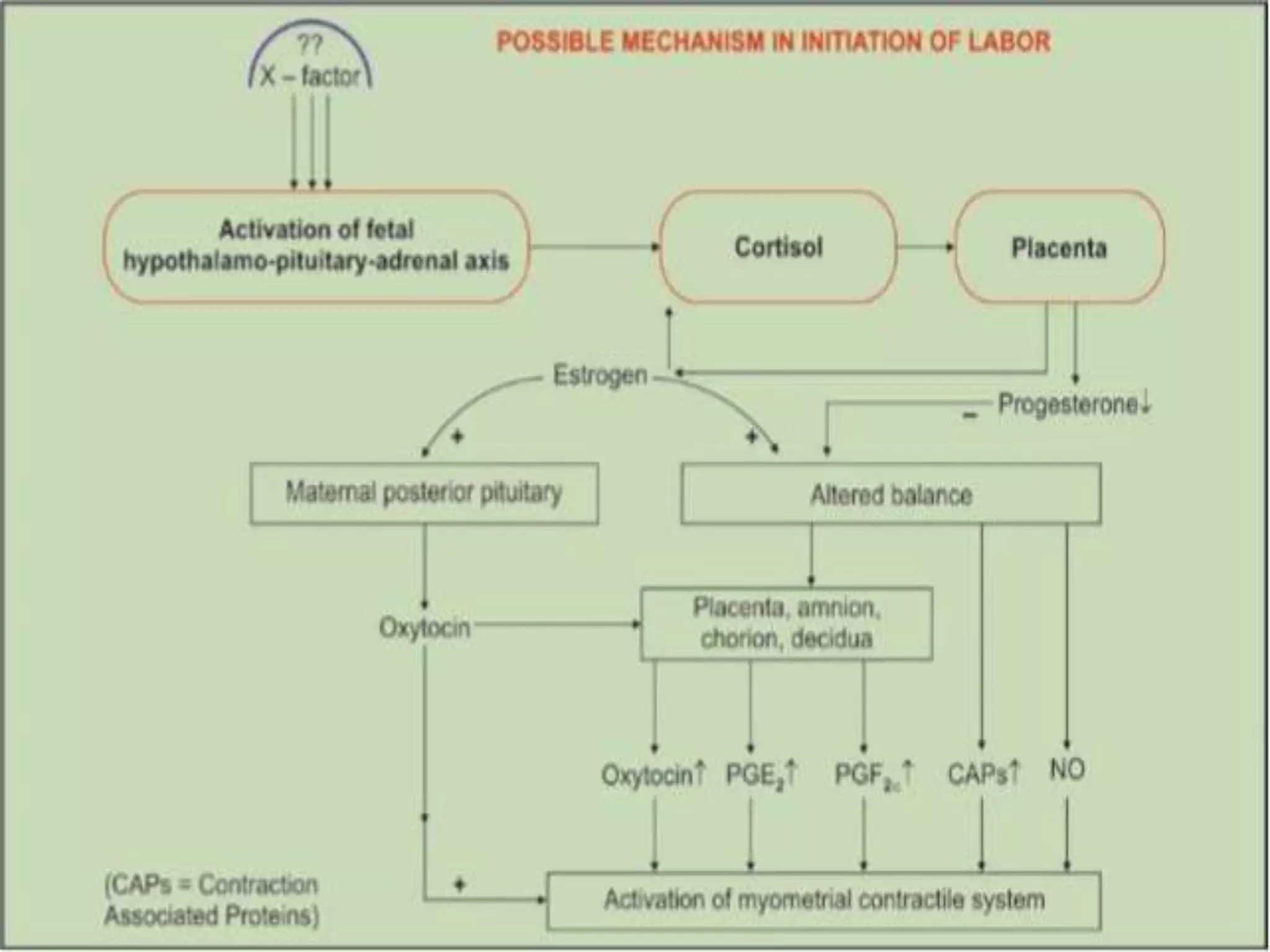 Pathophysiology of Normal Labour by Sunil Kumar Daha | PPTX