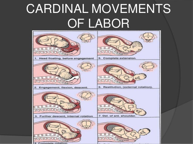 Cardinal movements of labor for breech - adgolf
