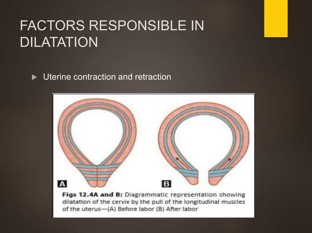 Normal Labor in Obstetrics | PPTX | Pregnancy | Reproductive Health