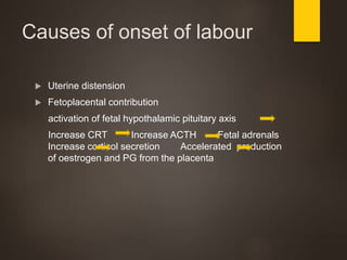 Normal Labor in Obstetrics | PPTX
