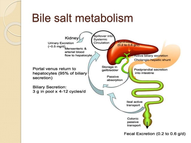 Pathophysiology of obstructive jaundice | PPTX | Digestive Disorders ...