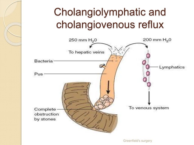 Pathophysiology of obstructive jaundice | PPTX | Digestive Disorders ...