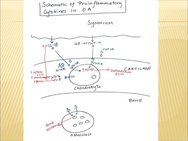 Pathophysiology+of+Osteoarthritis | PPT | Bone and Joint Conditions ...