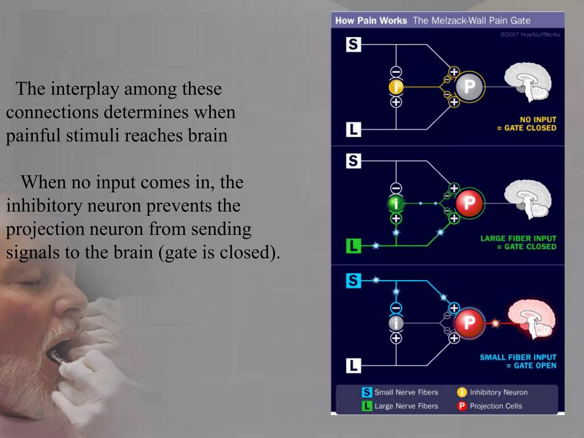 Pathophysiology of pain | PPTX
