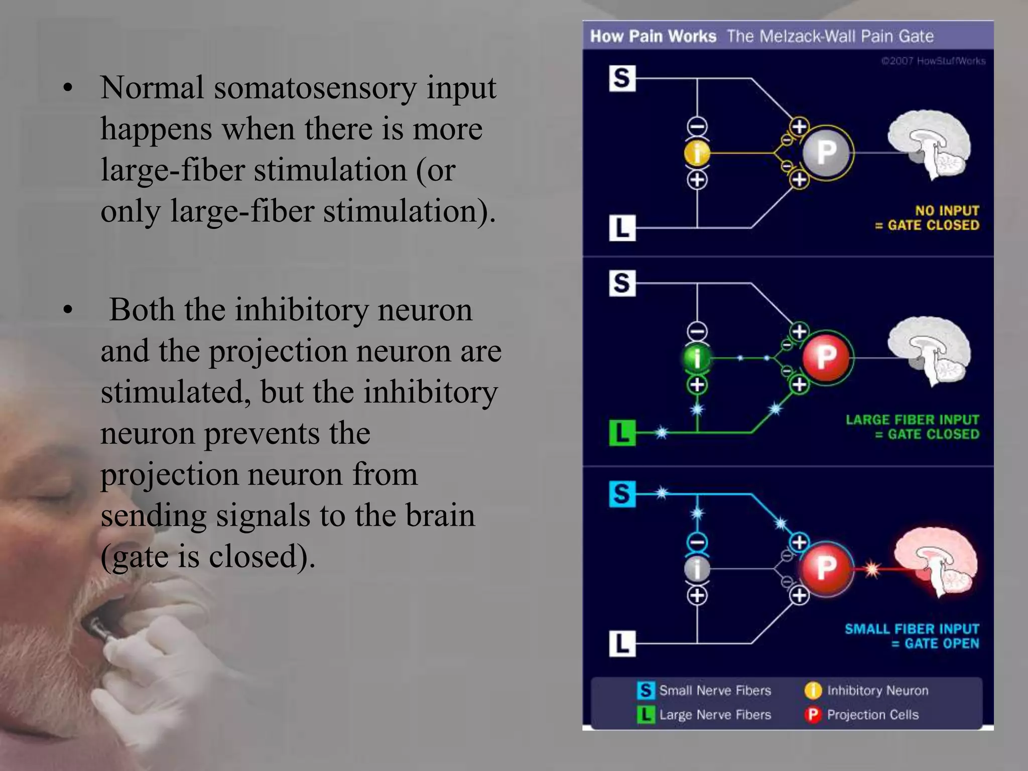 Pathophysiology of pain | PPTX