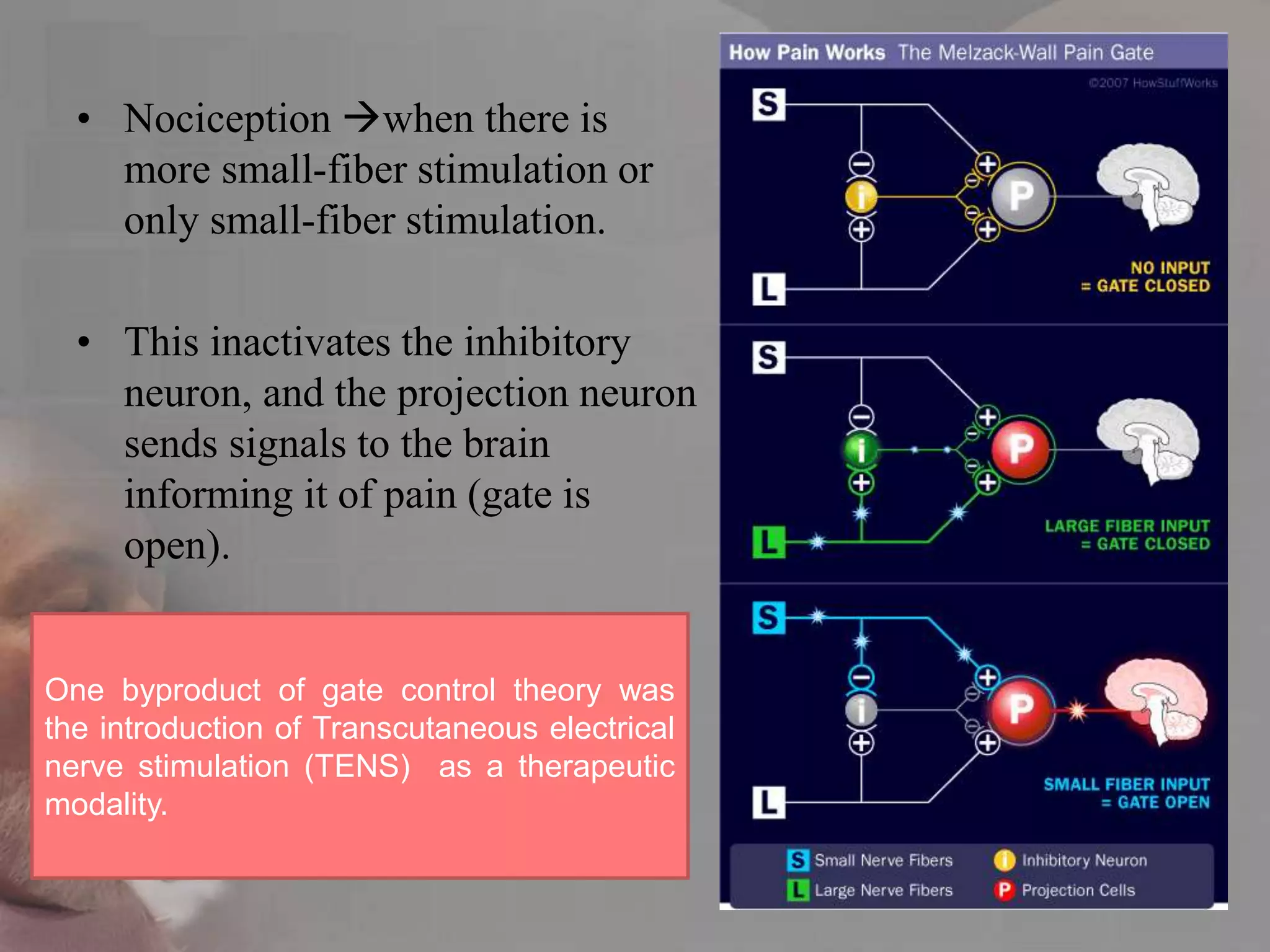 Pathophysiology of pain | PPTX