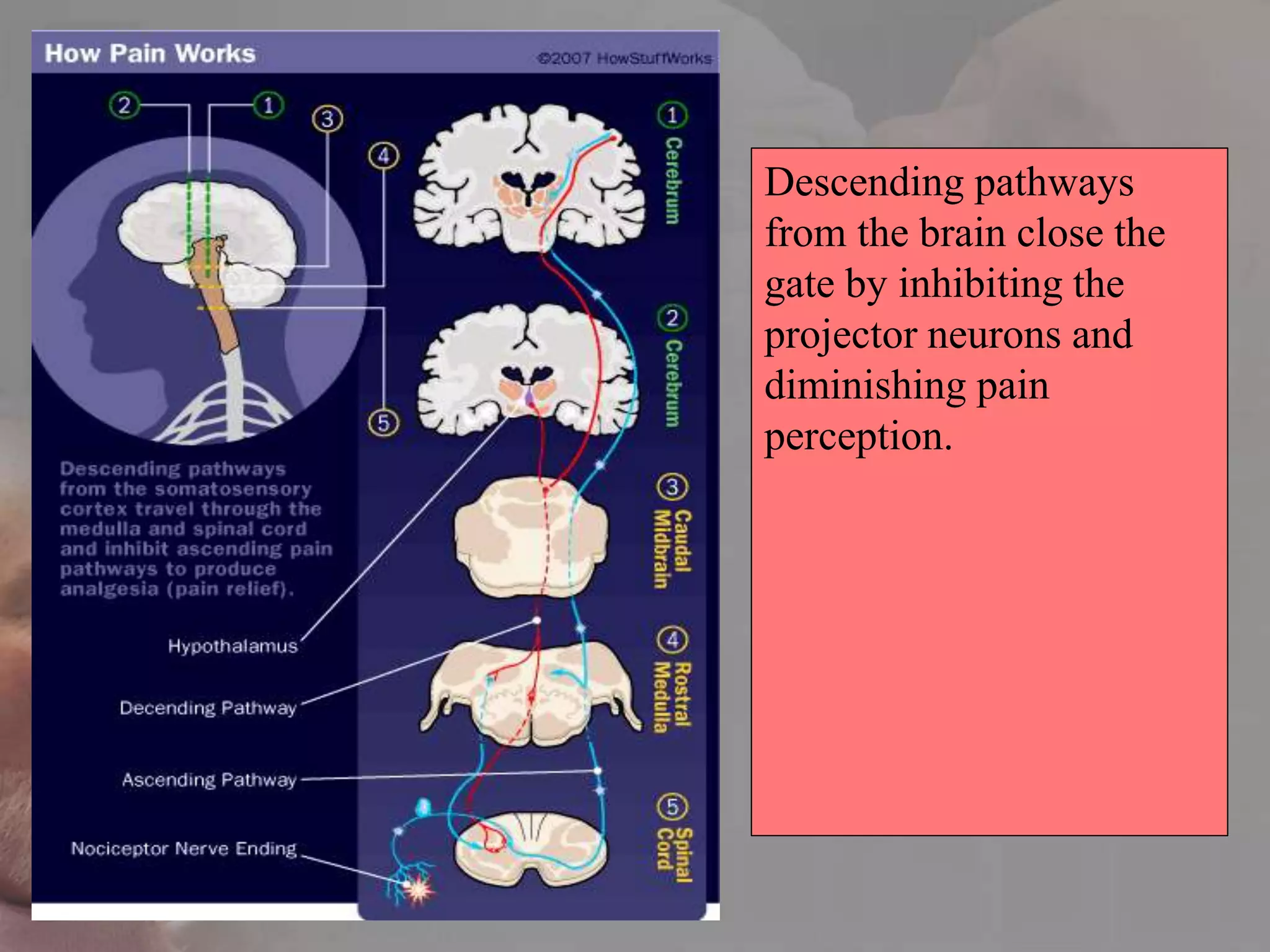 Pathophysiology of pain | PPTX