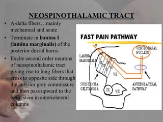 Pathophysiology of pain | PPTX