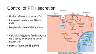 Pathophysiology of parathyroid hormone 2018 | PPT
