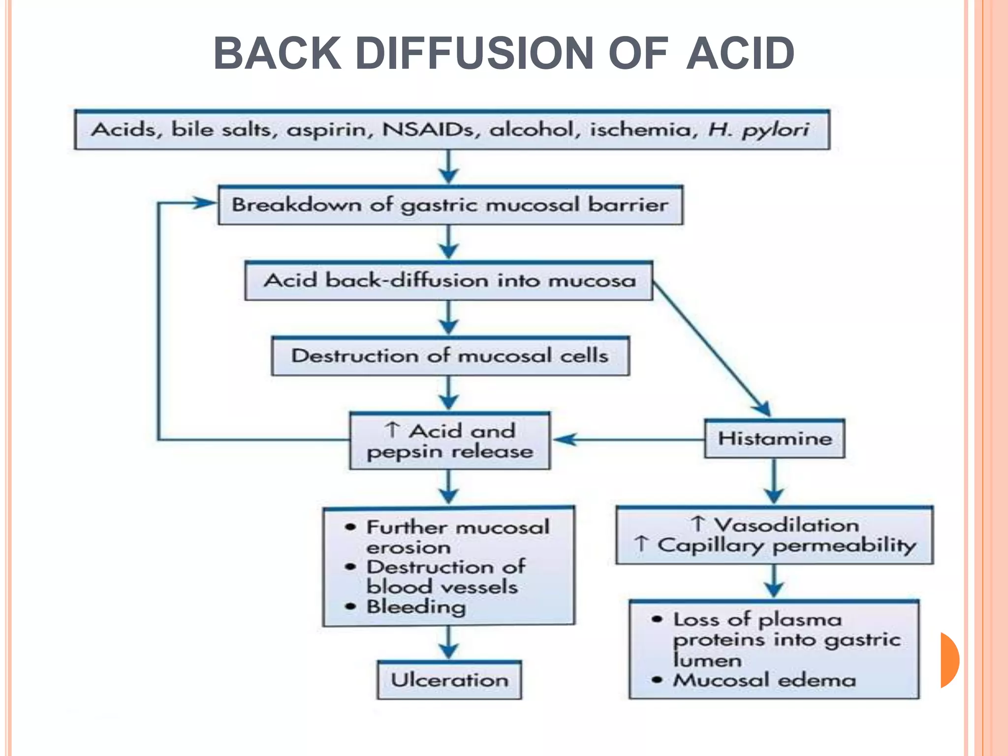 Pathophysiology of peptic ulcer | PPTX