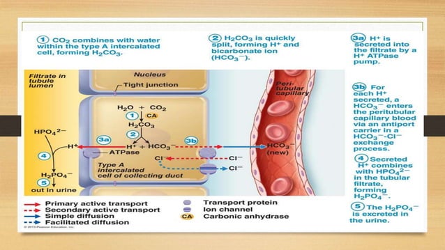 Pathophysiology of ph | PPT
