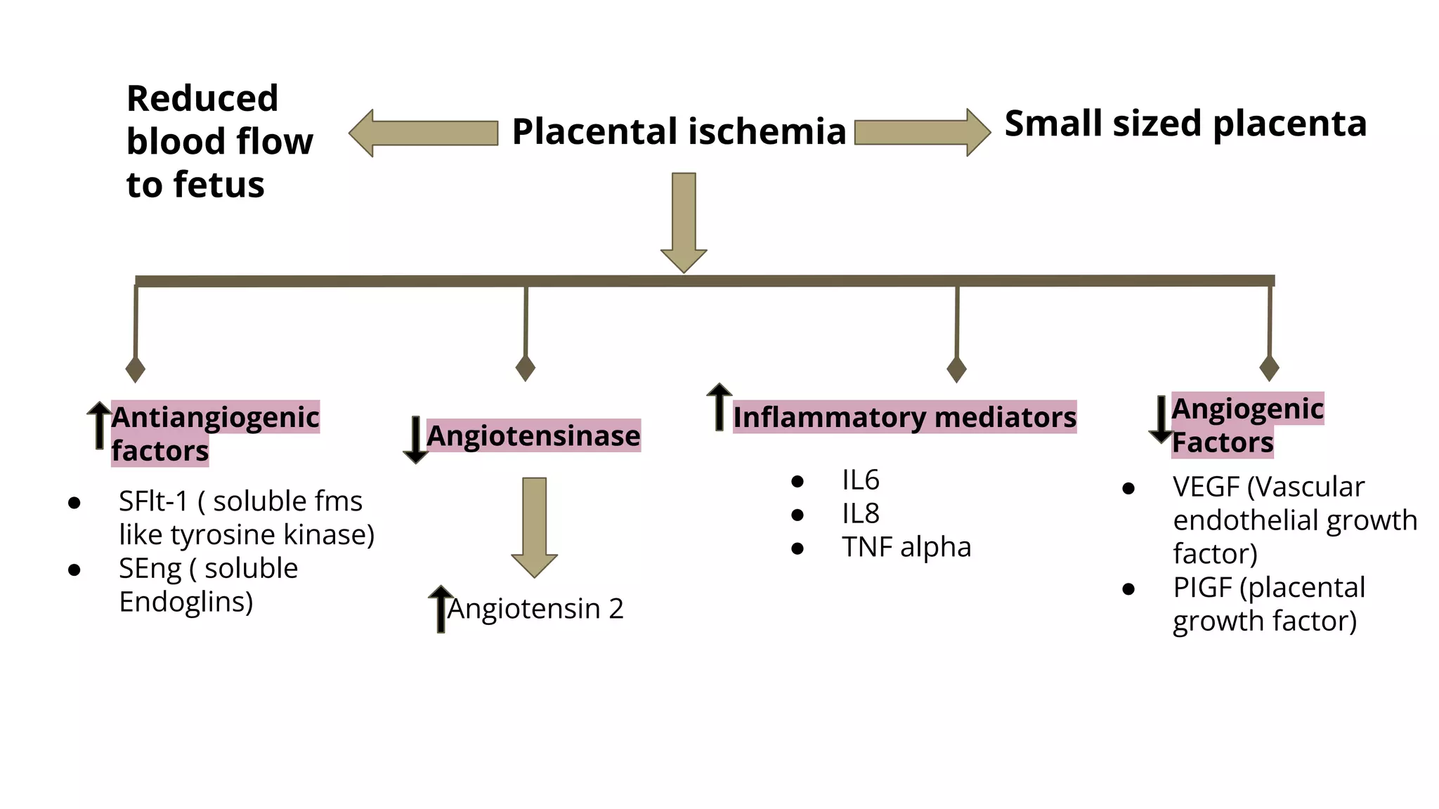 Pathophysiology of pregnancy induced hypertension | PDF