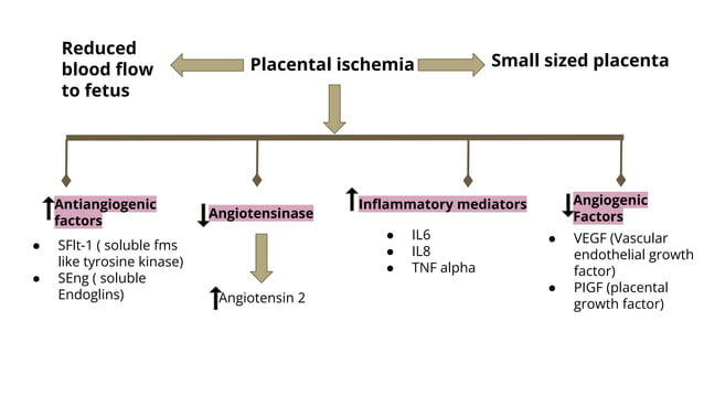 Pathophysiology of pregnancy induced hypertension | PDF