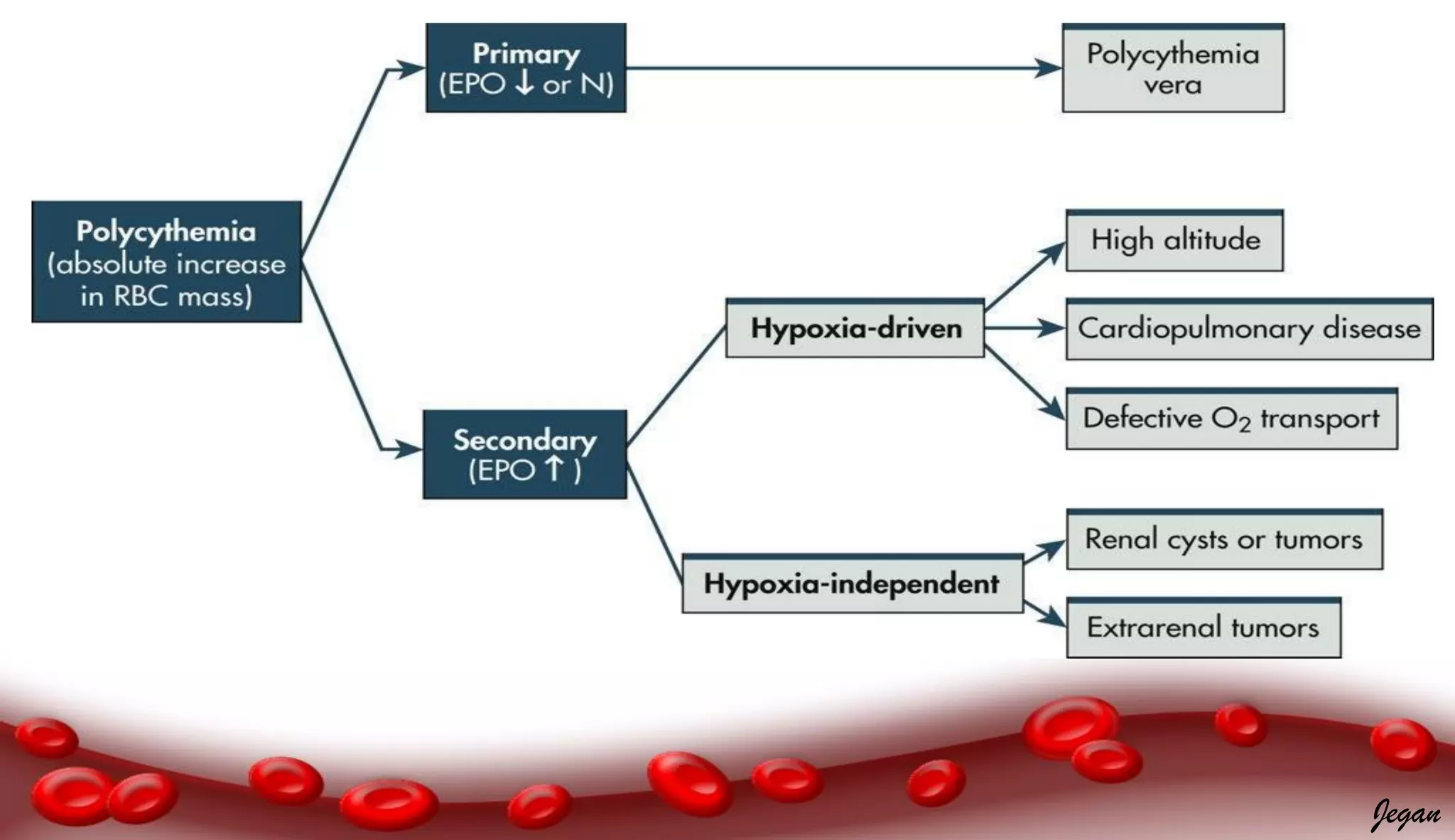 Pathophysiology of polycythemia | PDF