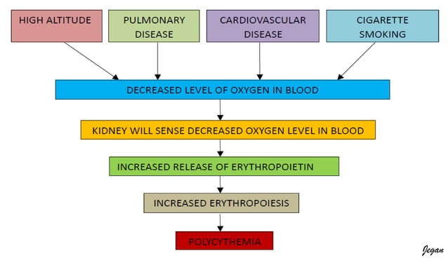 Pathophysiology of polycythemia | PPT