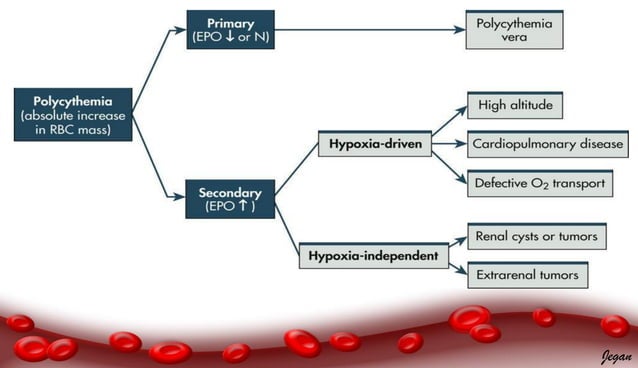 Pathophysiology of polycythemia | PPT