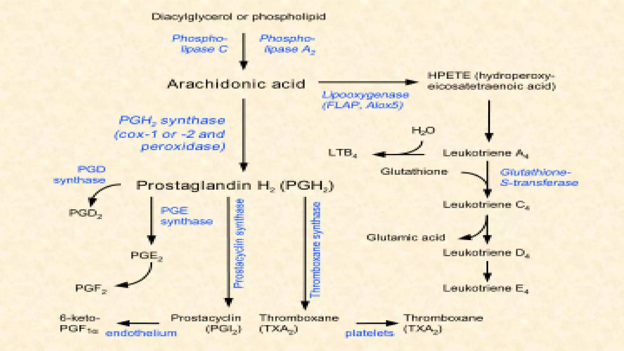 recent advances in the pathophysiology of psoriasis | PPTX