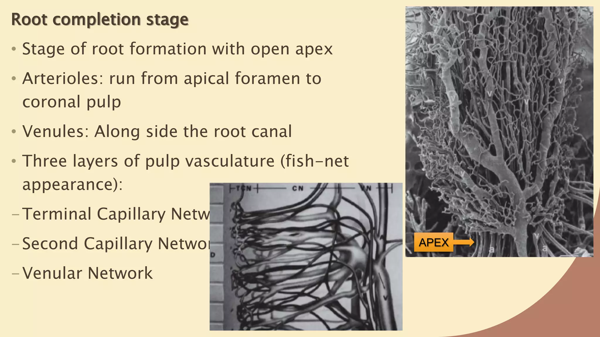 Pathophysiology of pulp | PPTX