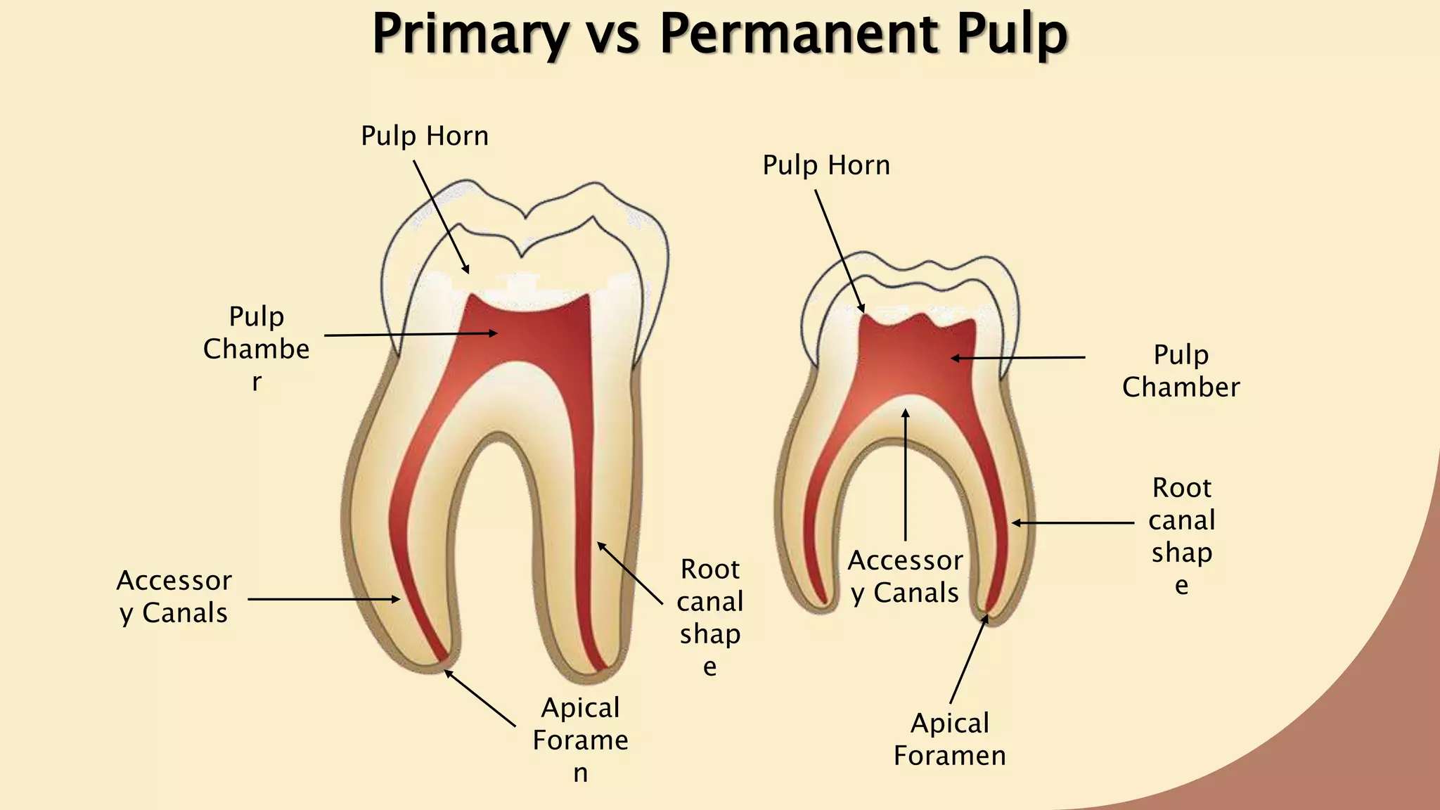 Pathophysiology of pulp | PPTX | Dental Health | Diseases and Conditions