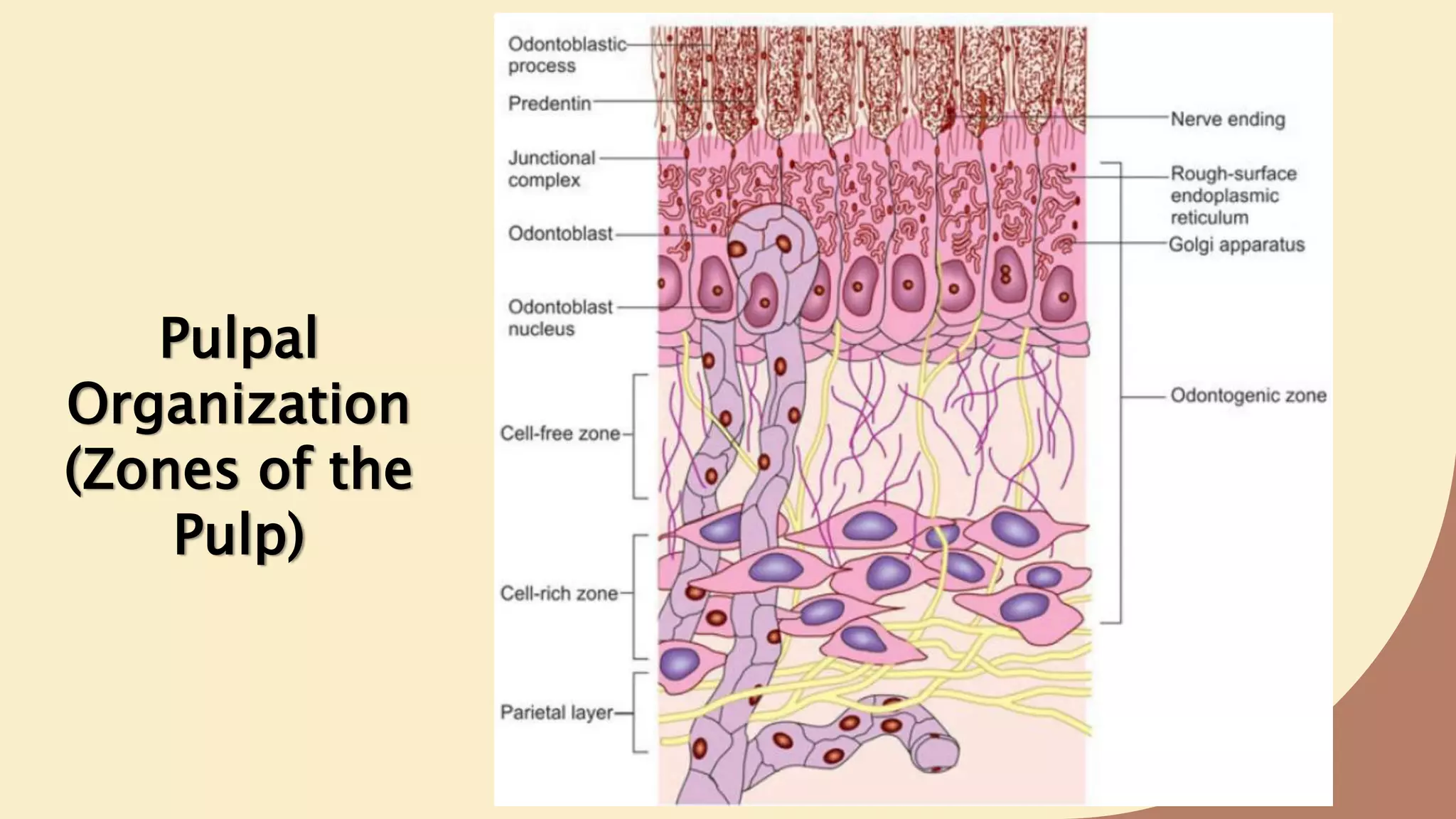 Pathophysiology of pulp | PPTX