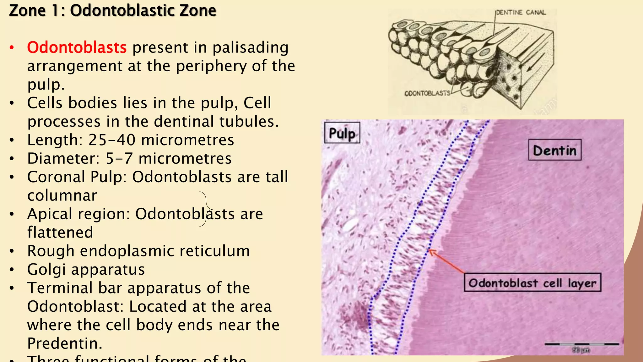 Pathophysiology of pulp | PPTX