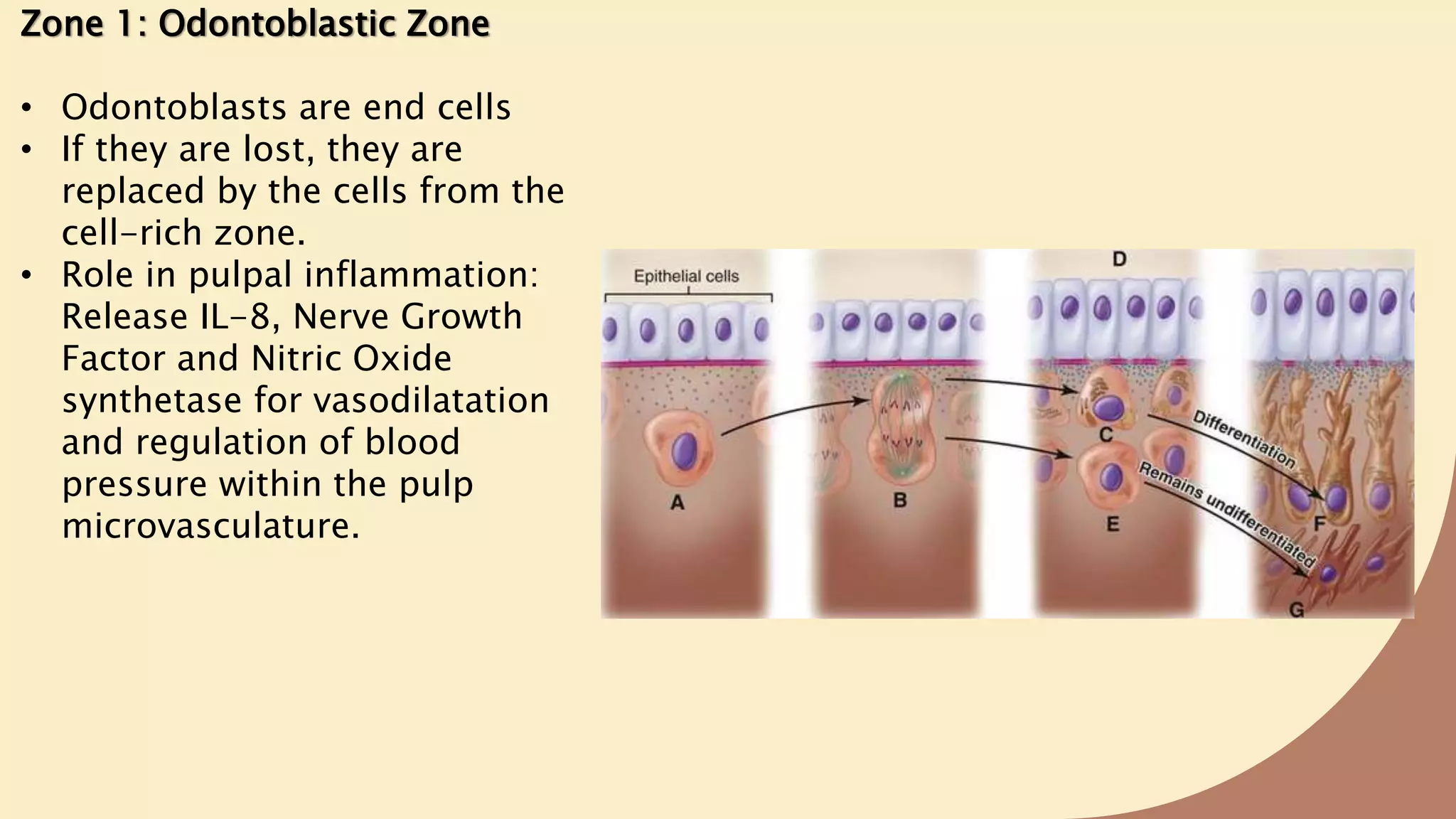 Pathophysiology of pulp | PPTX | Dental Health | Diseases and Conditions