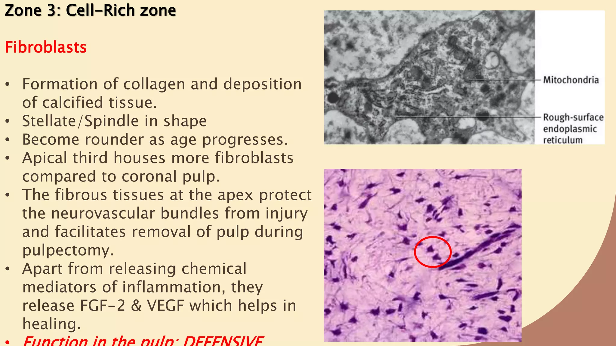 Pathophysiology of pulp | PPTX
