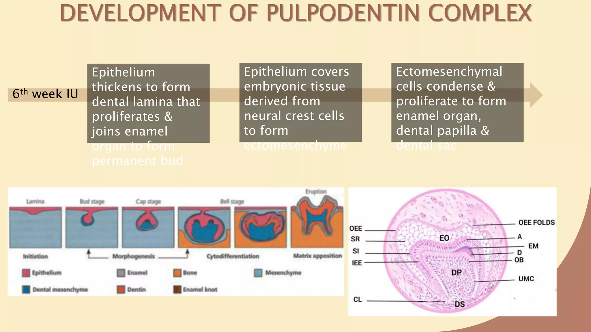 Pathophysiology of pulp | PPTX