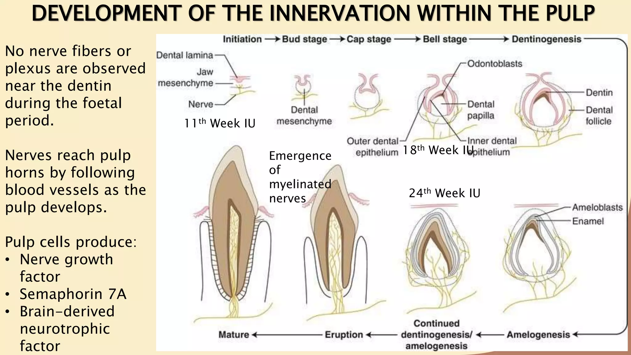 Pathophysiology of pulp | PPTX | Dental Health | Diseases and Conditions