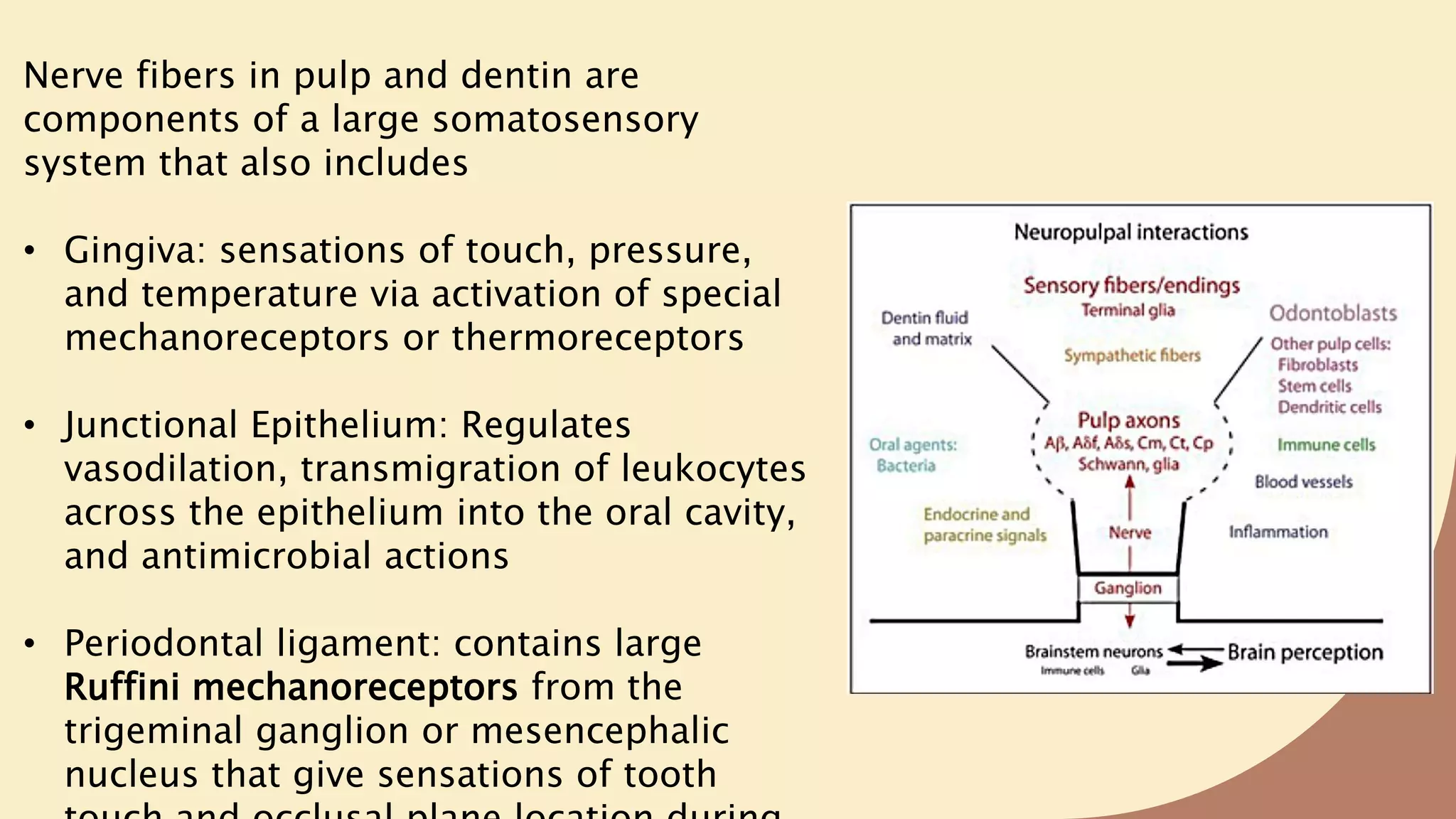 Pathophysiology of pulp | PPTX