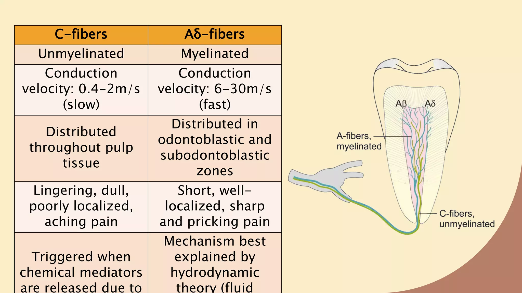 Pathophysiology of pulp | PPTX