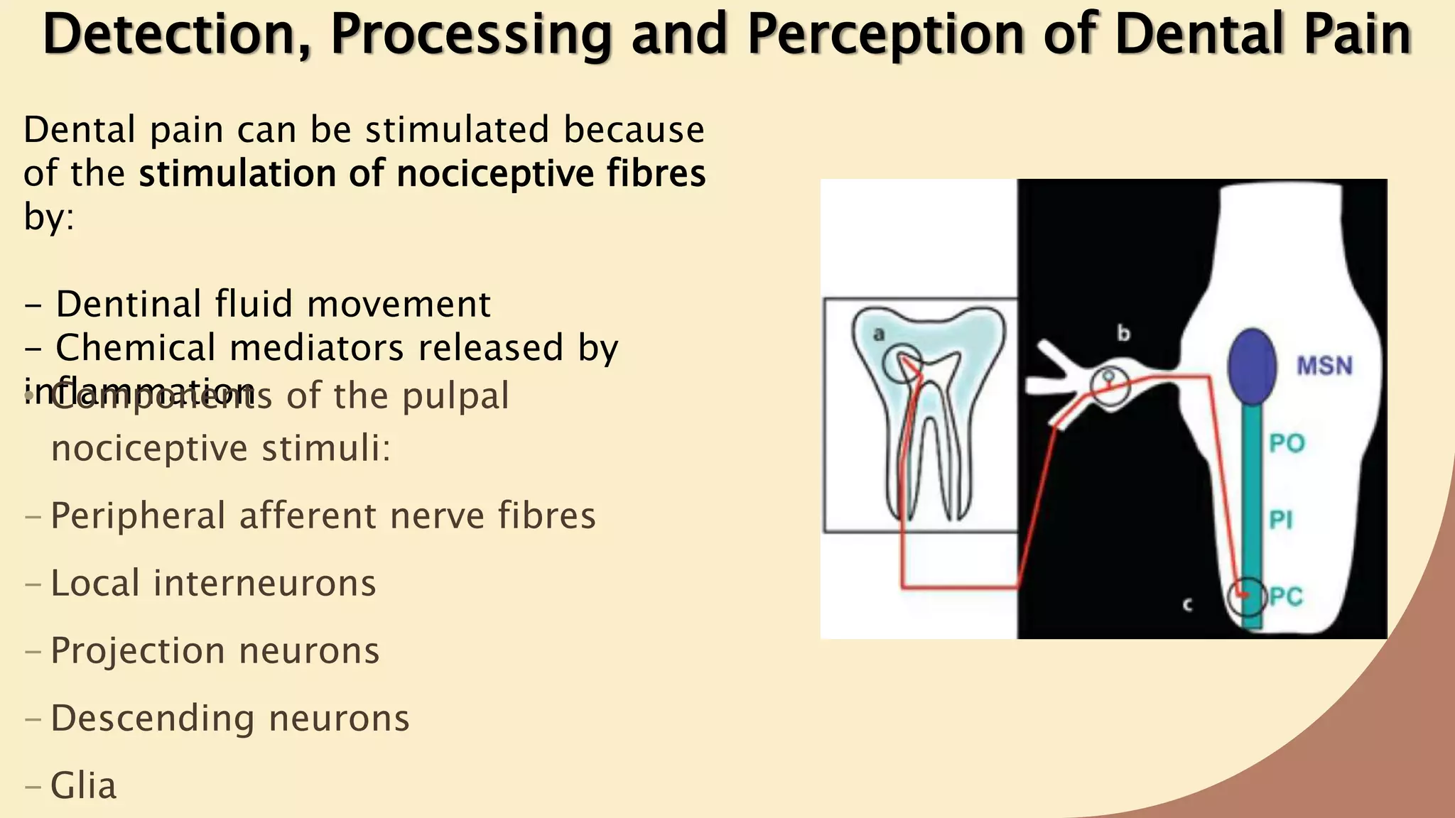 Pathophysiology of pulp | PPTX