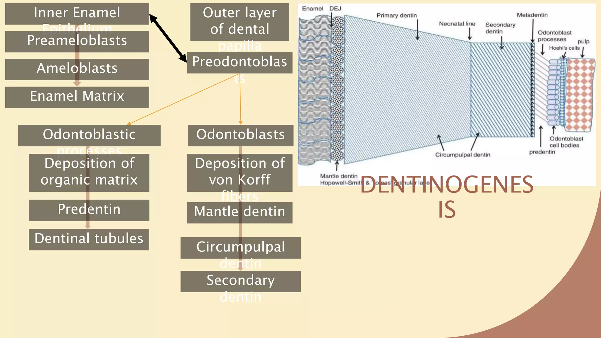 Pathophysiology of pulp | PPTX