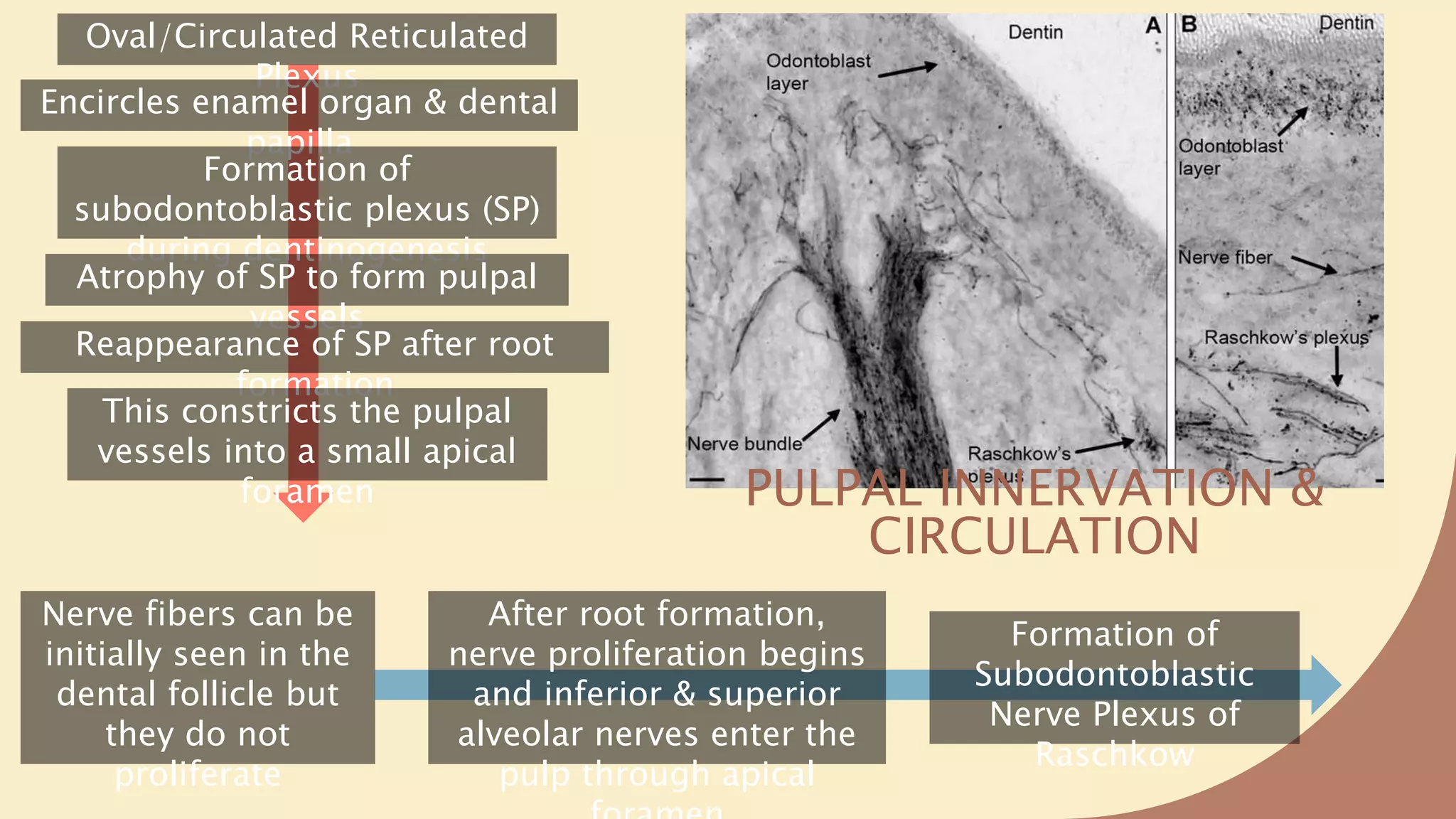 Pathophysiology of pulp | PPTX