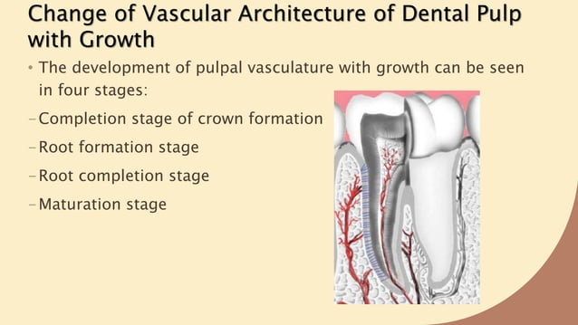Pathophysiology of pulp | PPTX | Dental Health | Diseases and Conditions