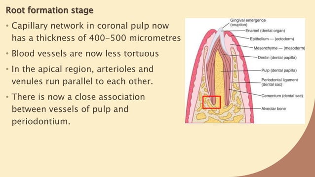 Pathophysiology of pulp | PPTX | Dental Health | Diseases and Conditions