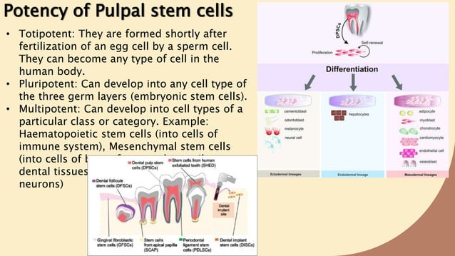Pathophysiology of pulp | PPTX | Dental Health | Diseases and Conditions