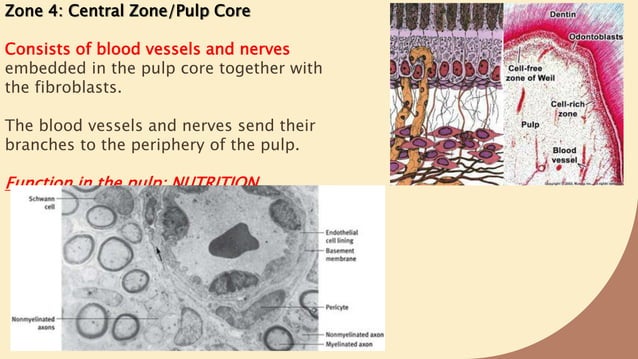 Pathophysiology of pulp | PPTX | Dental Health | Diseases and Conditions