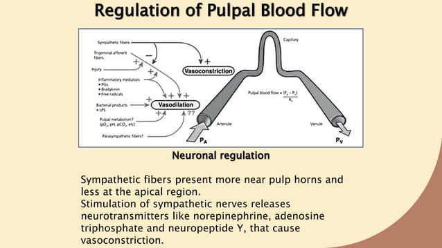 Pathophysiology of pulp | PPTX | Dental Health | Diseases and Conditions