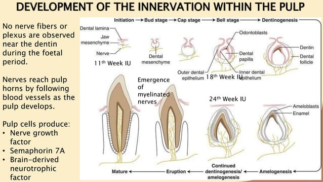 Pathophysiology of pulp | PPTX | Dental Health | Diseases and Conditions
